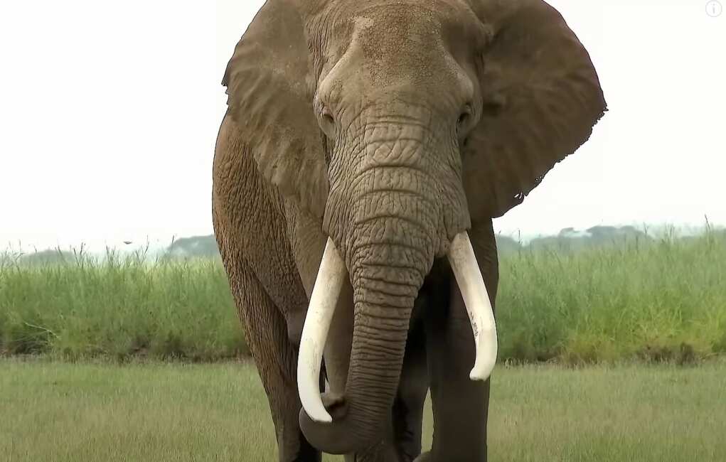 Outdoors | Trivia Crush